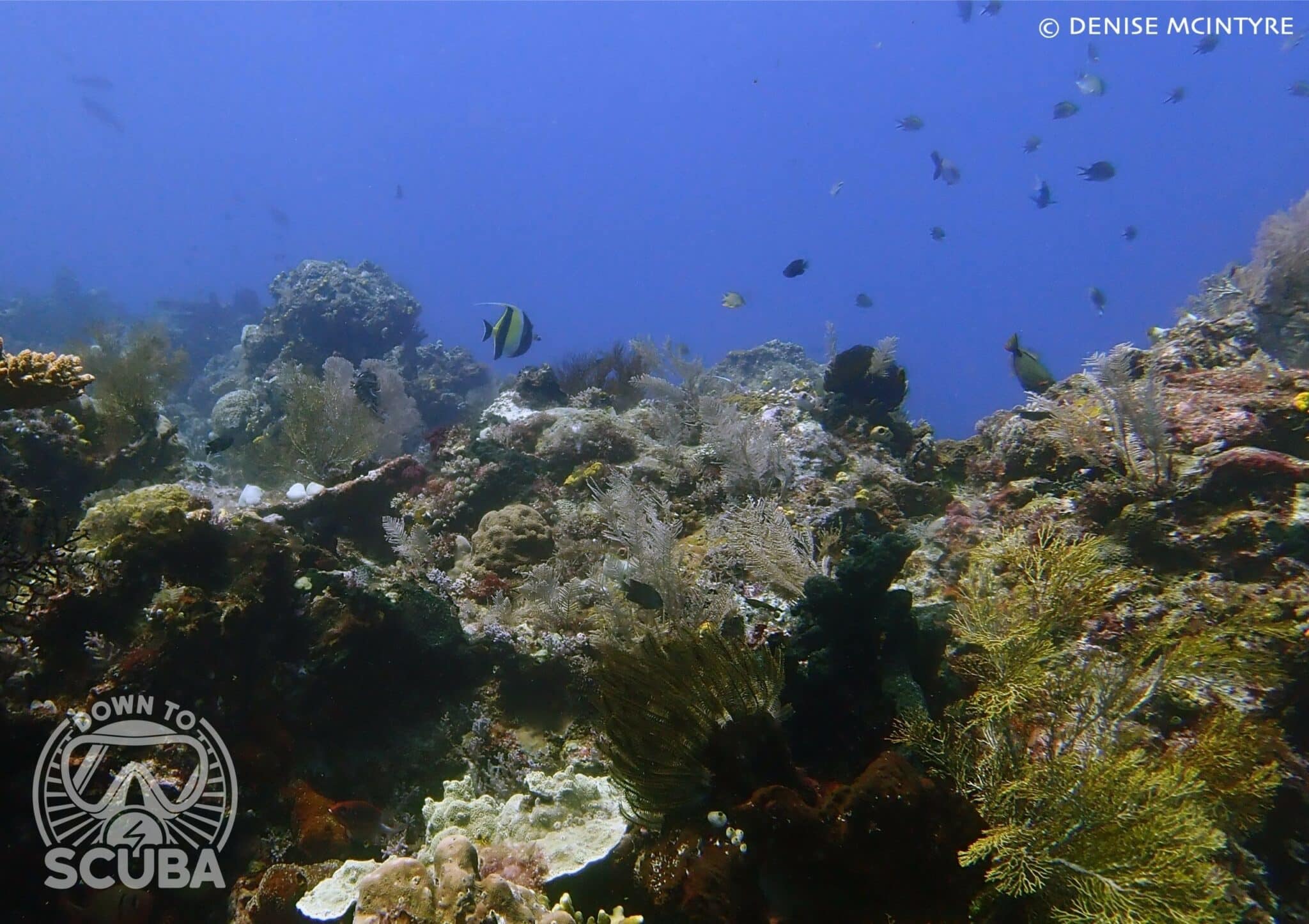 Diving in Raja Ampat – Indonesia | DOWN TO SCUBA