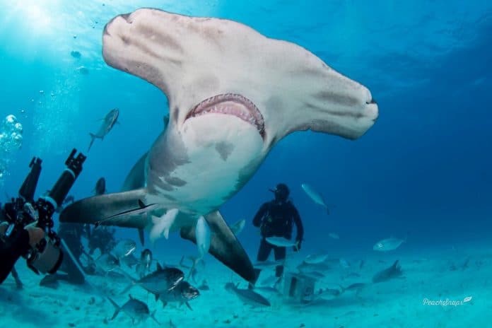 What Colors Attract Sharks, and Why? - DOWN TO SCUBA