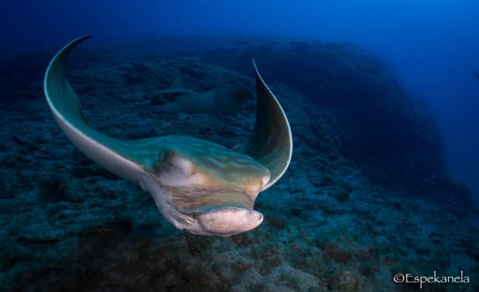 Guide to Bull Rays (Aetomylaeus bovinus) | DOWN TO SCUBA