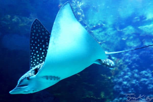 A Guide to Spotted Eagle Rays – Aetobatus narinari | DOWN TO SCUBA