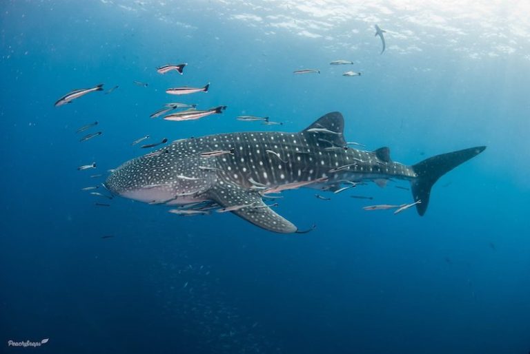 Whale Shark Facts – The Ultimate Guide | DOWN TO SCUBA